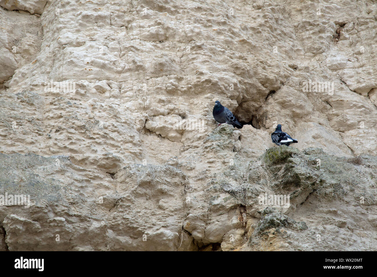 Pigeons nesting hi-res stock photography and images - Alamy