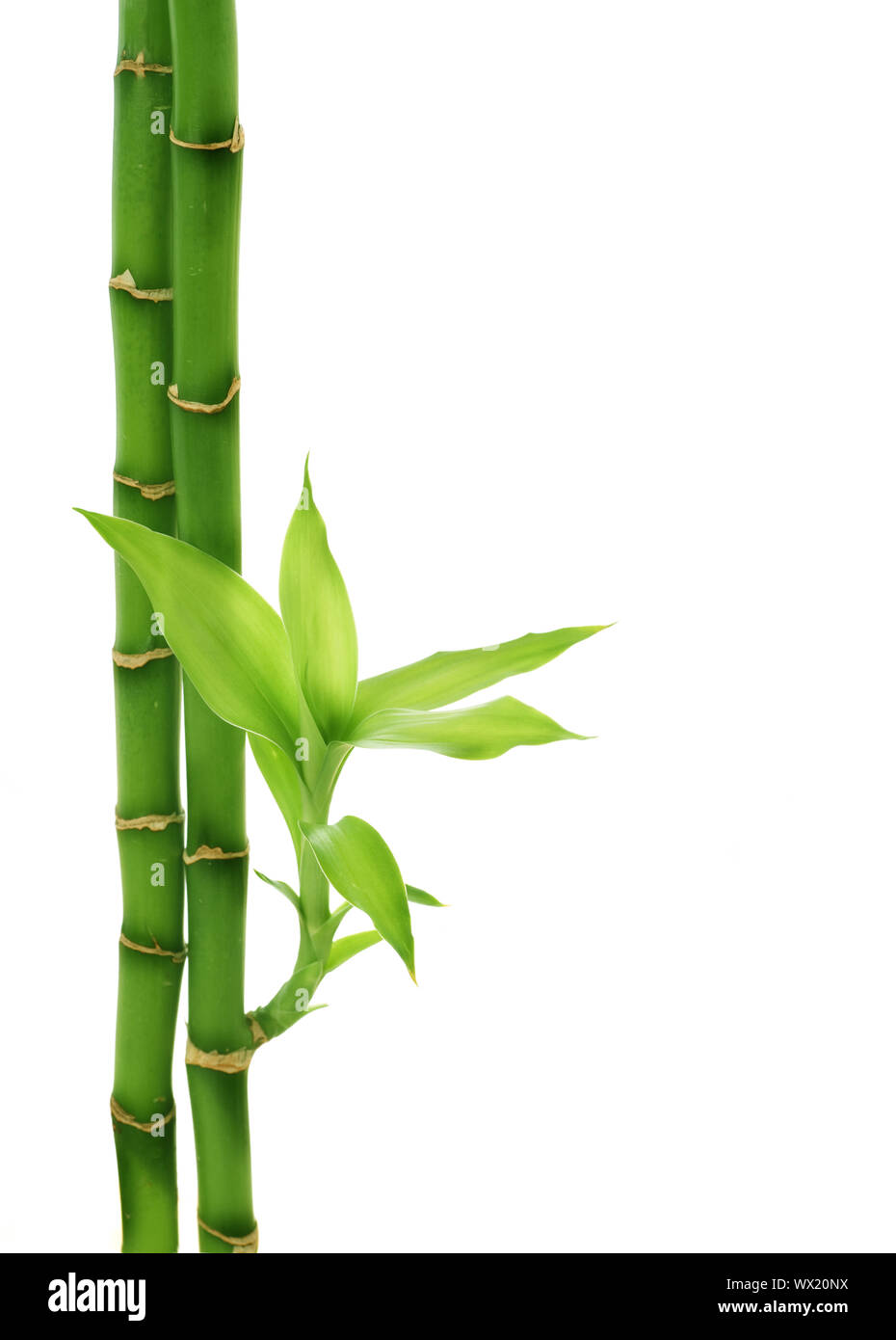 Bamboo Isolated On White Stock Photo - Alamy