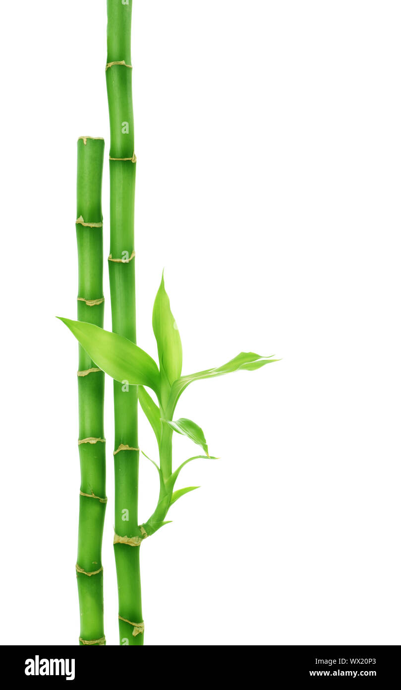 Bamboo Isolated On White Stock Photo - Alamy