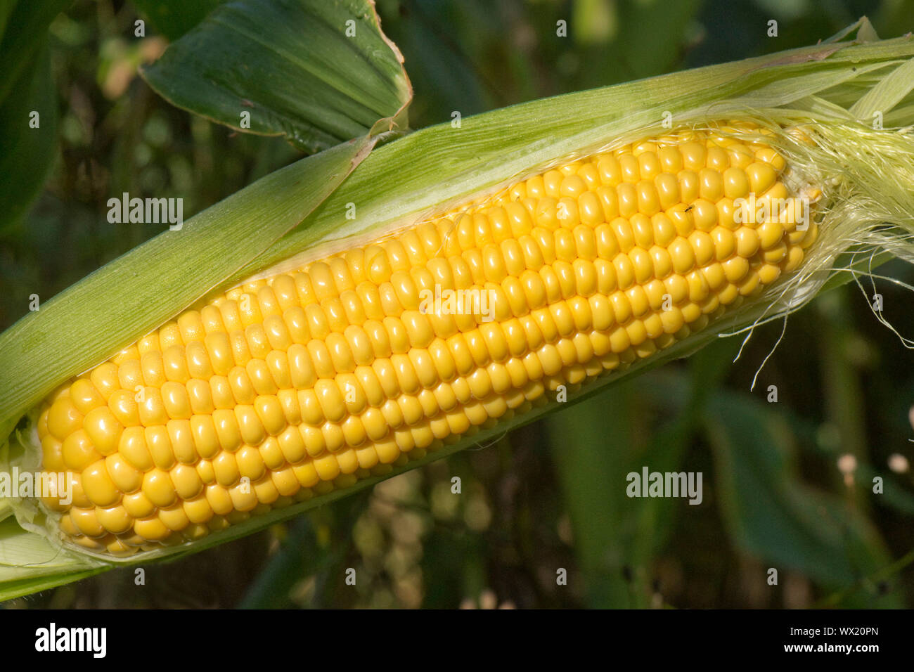 Exposed mature Exposed kernels on a ripe cob of sweet corn (Zea mays ...