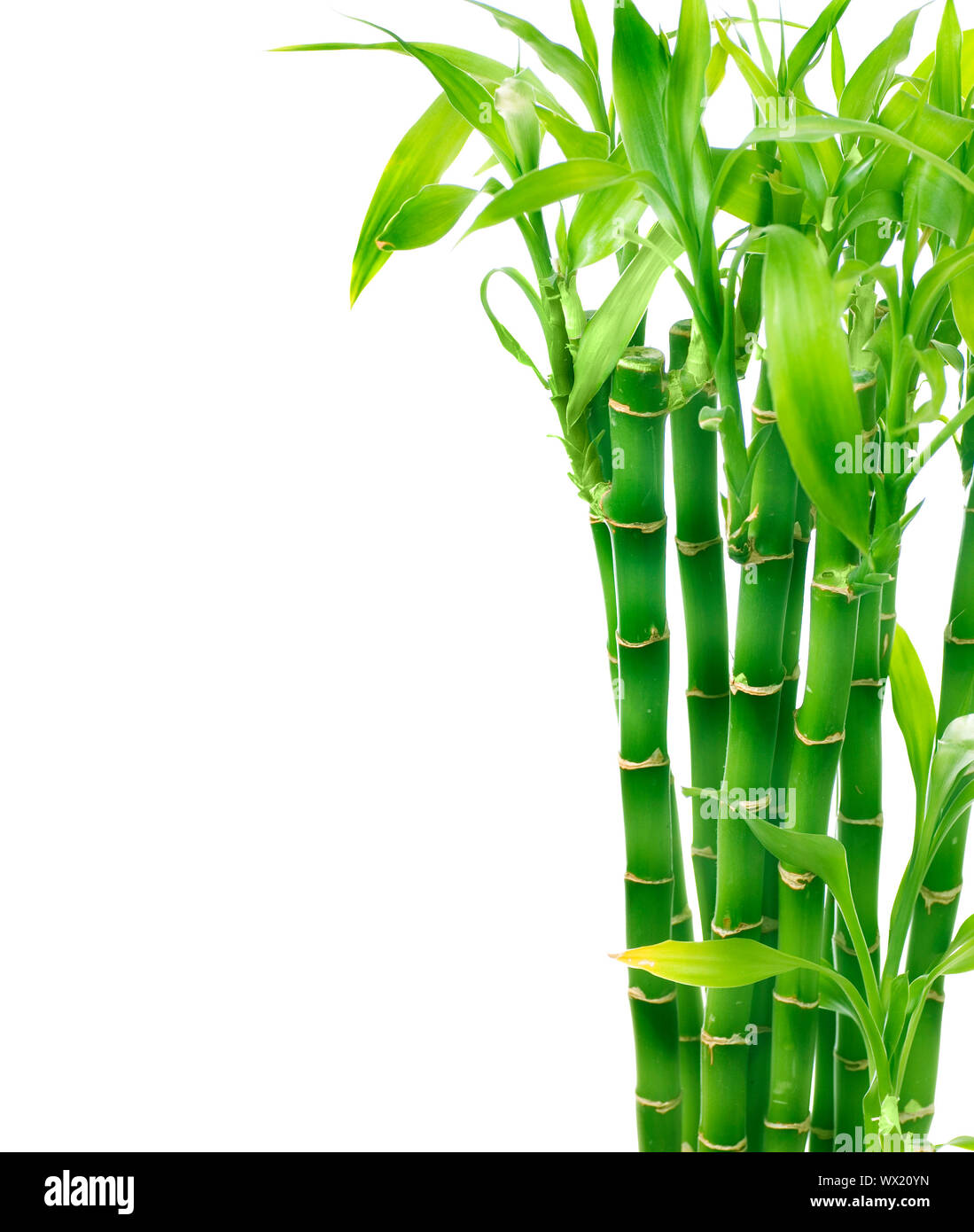 Bamboo Isolated On White Stock Photo - Alamy