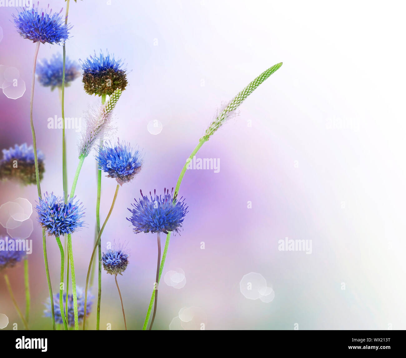 Abstract Flowers Border Design Stock Photo - Alamy