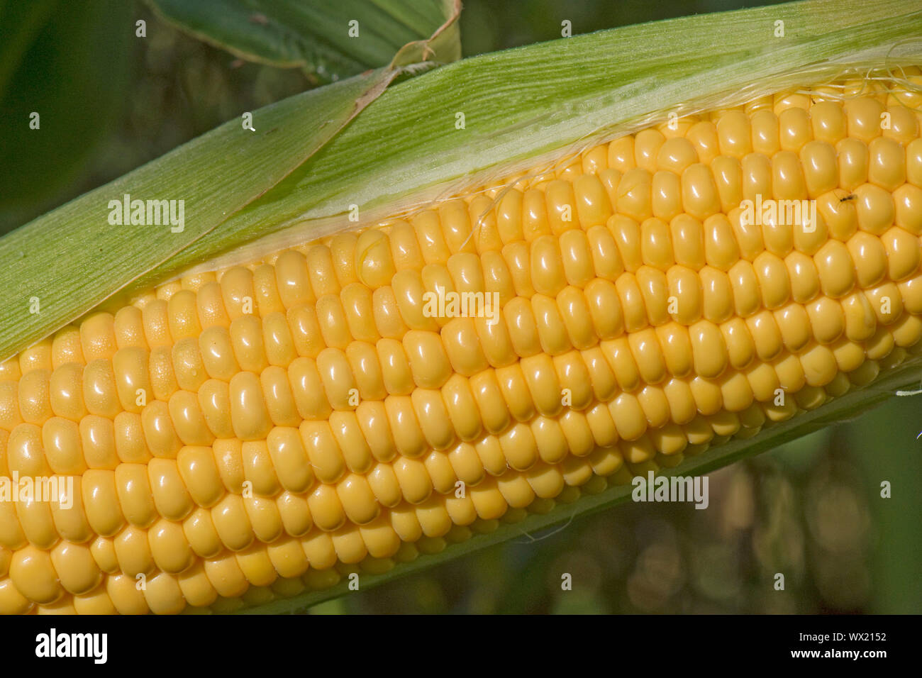Corn on the cob crop hi-res stock photography and images - Alamy