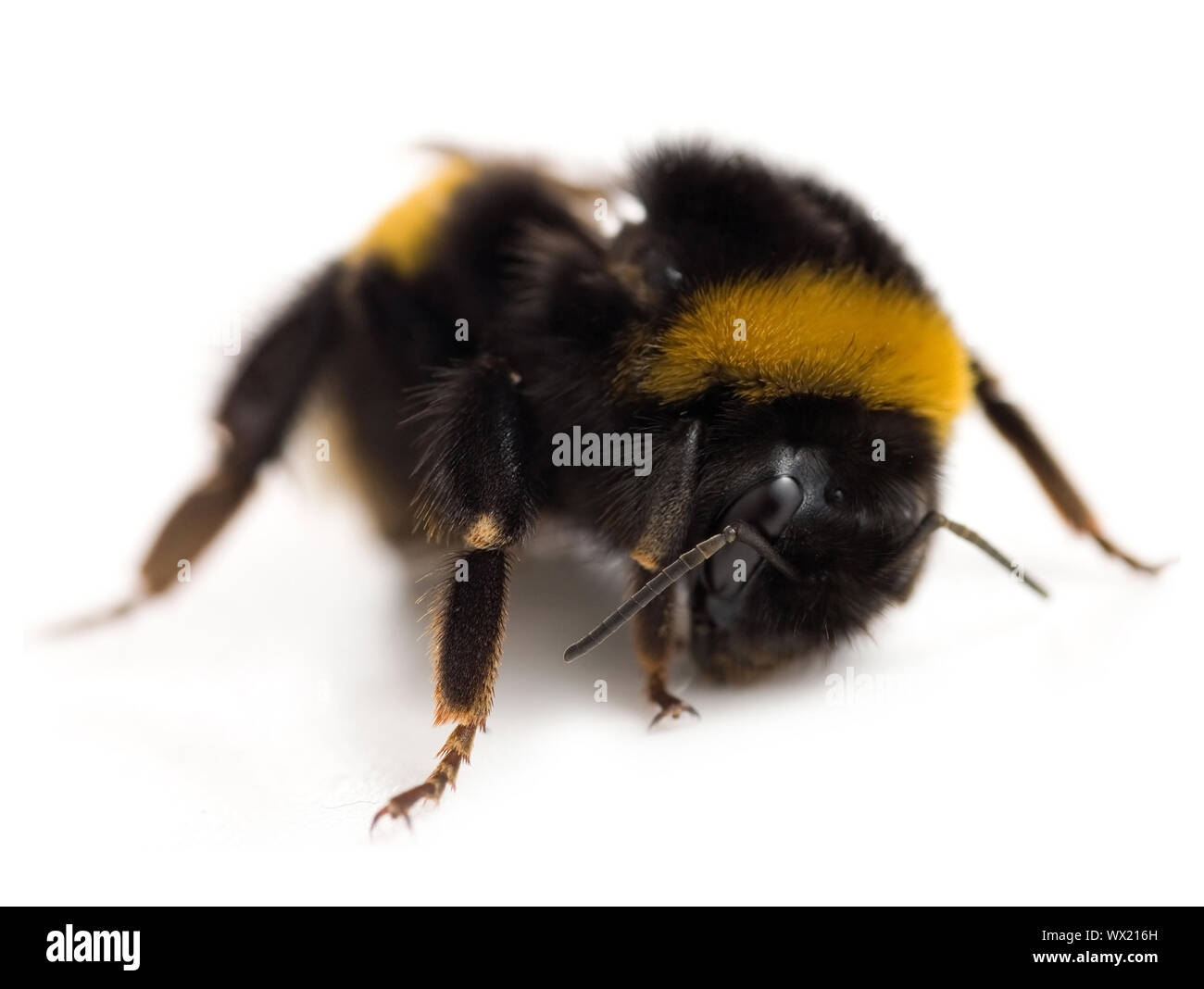 Buzz pollination bumblebee Cut Out Stock Images & Pictures - Alamy