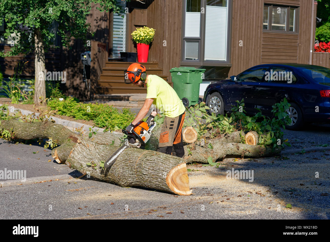 A tree surgeon cutting a huge log of a large diseased elm in complex ...