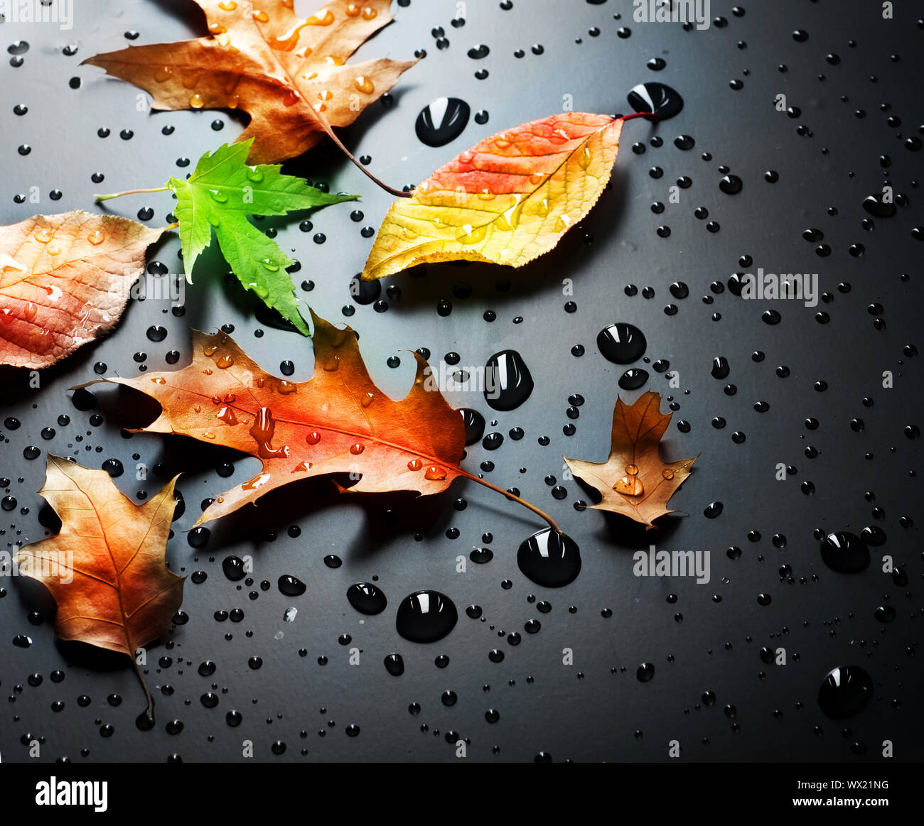 Autumn Leaves Over Black Stock Photo - Alamy