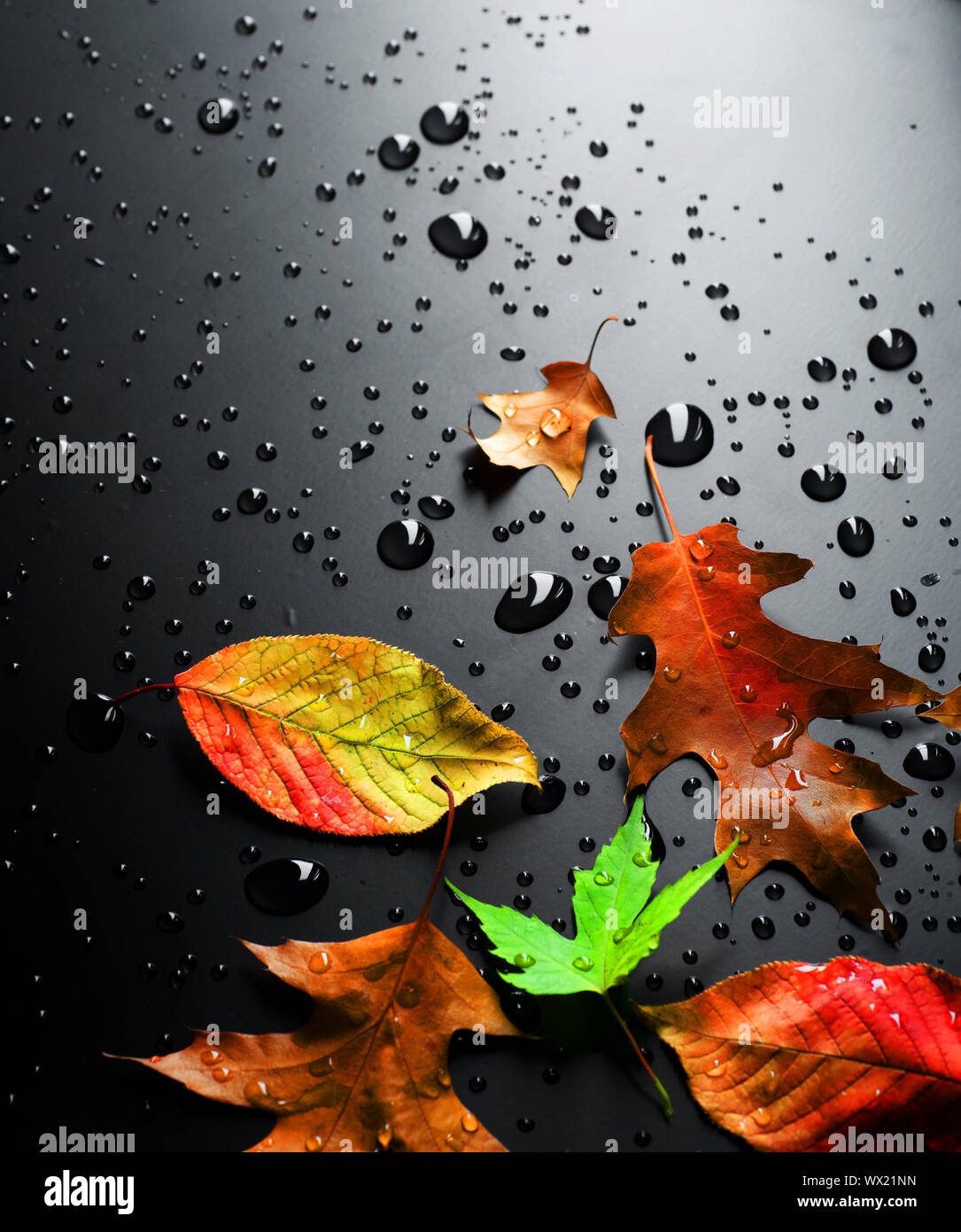 Colorful Leaves Over Black Stock Photo - Alamy