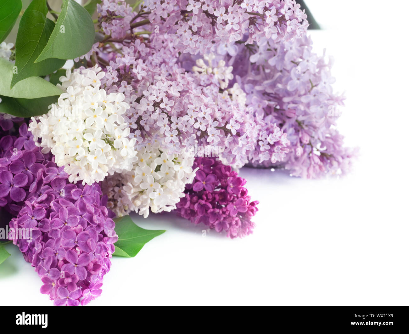 Beautiful Lilac Flowers Border Stock Photo - Alamy