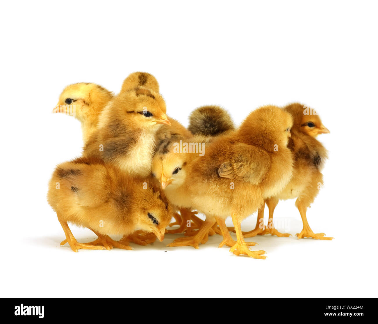 Chickens Huddle High Resolution Stock Photography and Images - Alamy