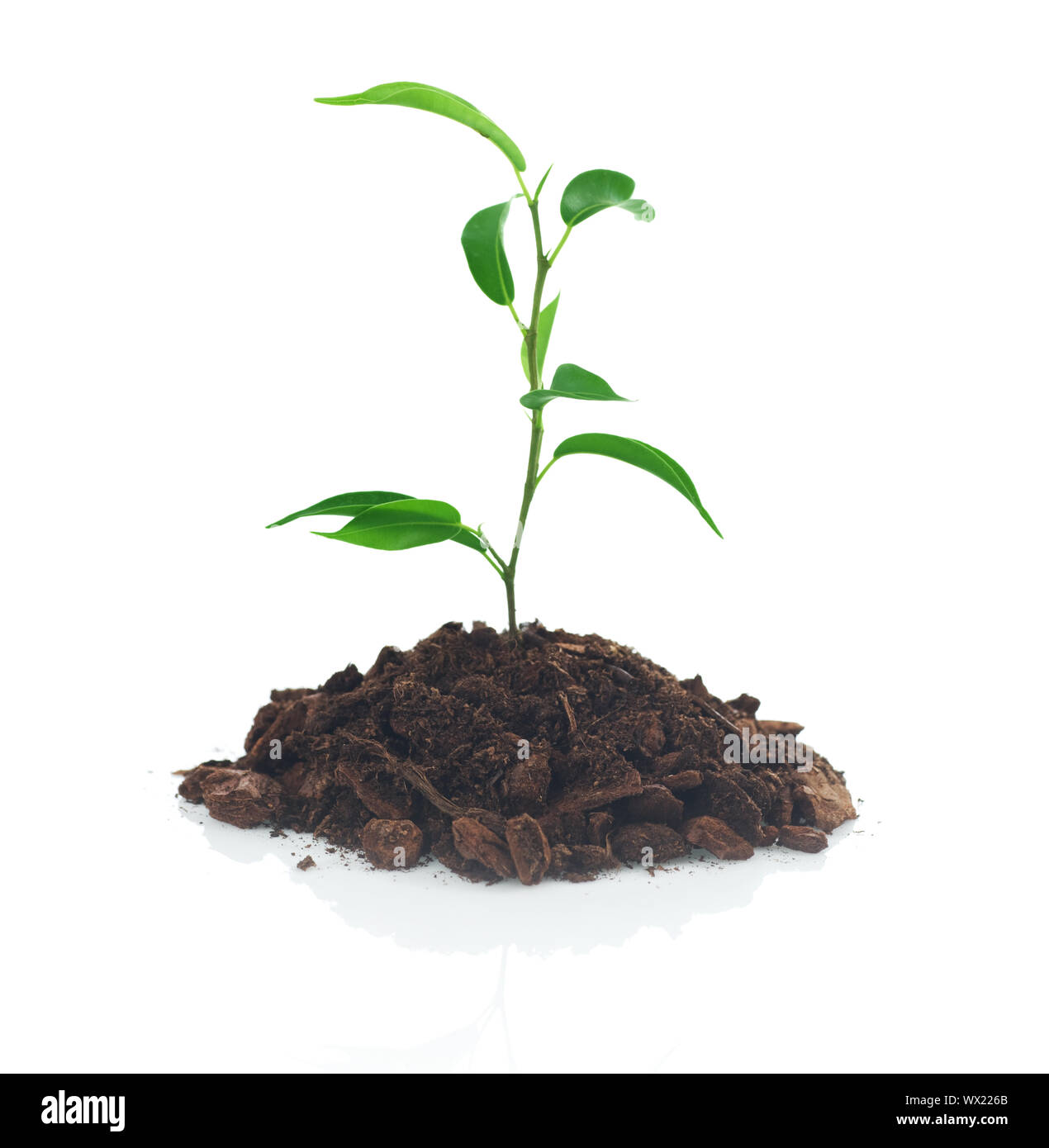 Dark new growth Cut Out Stock Images & Pictures - Alamy