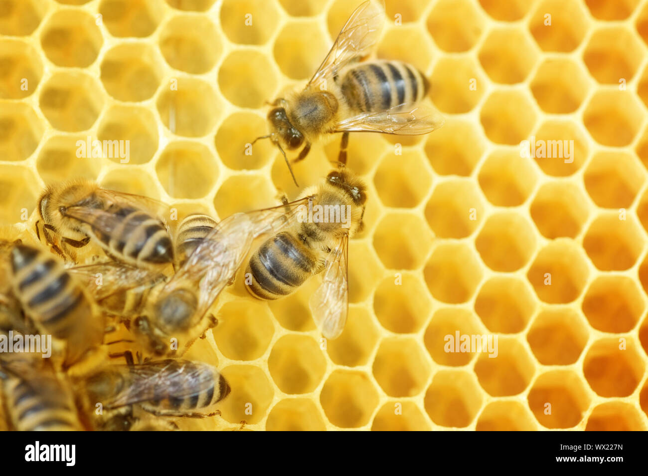 Worker bees golden brown hi-res stock photography and images - Alamy