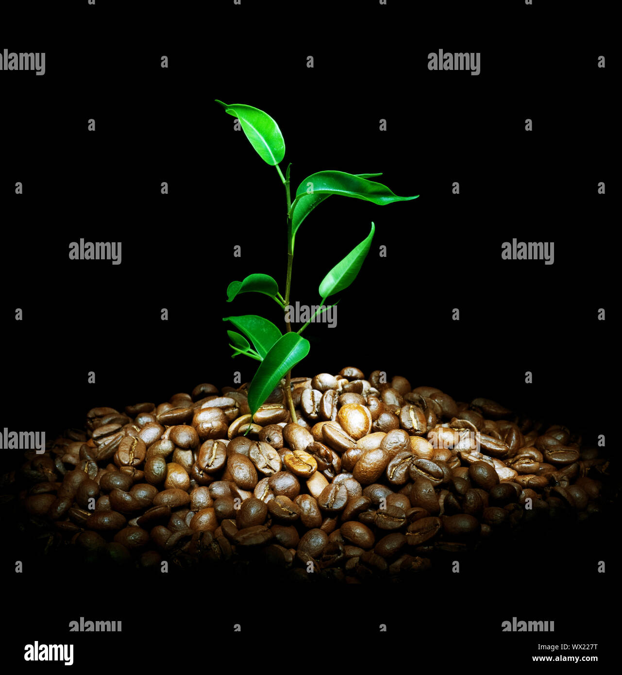 Coffee bean sprout hi-res stock photography and images - Alamy
