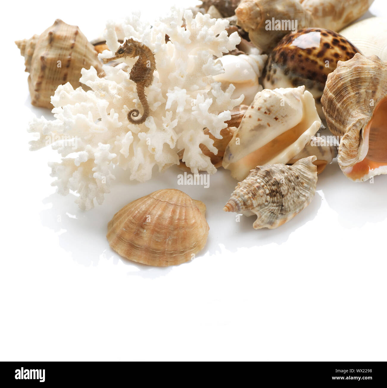 Curved shell forms hi-res stock photography and images - Alamy
