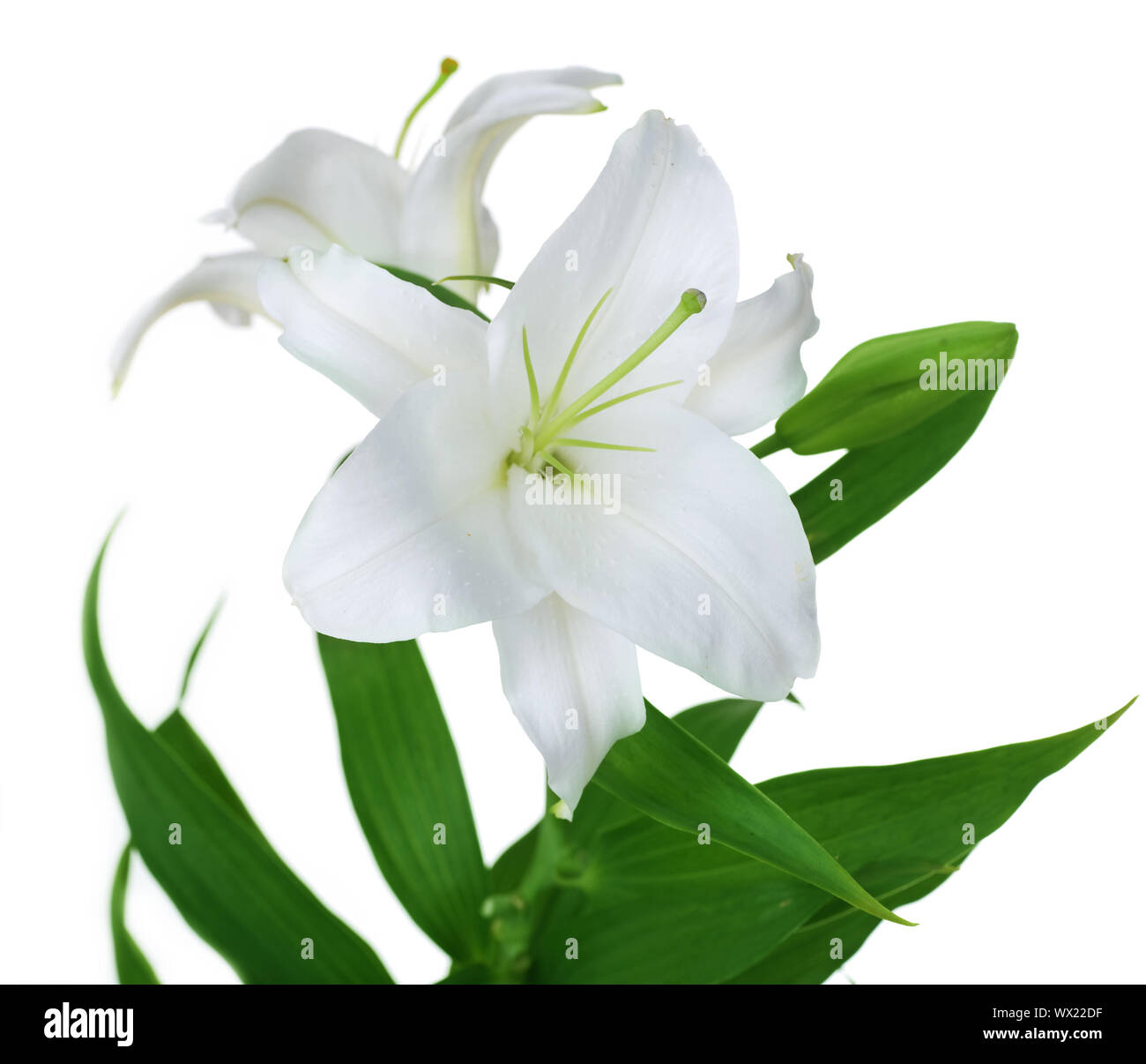 Beautiful White Lily Isolated Stock Photo - Alamy
