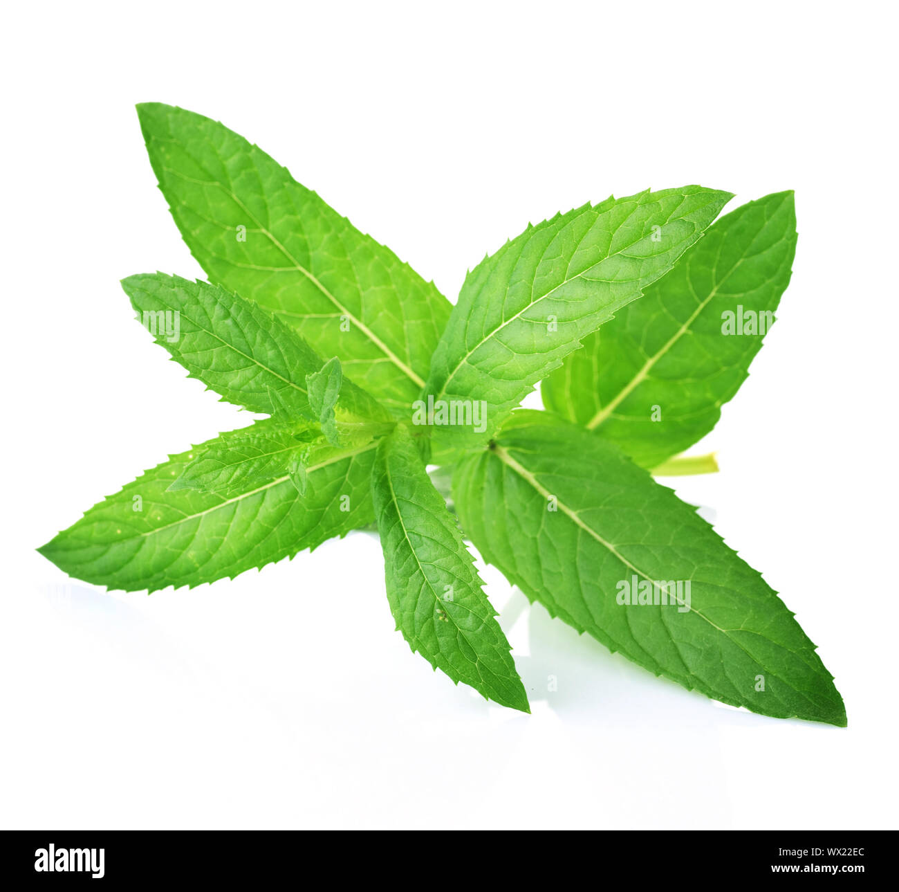 Fresh Mint Isolated On White Stock Photo - Alamy