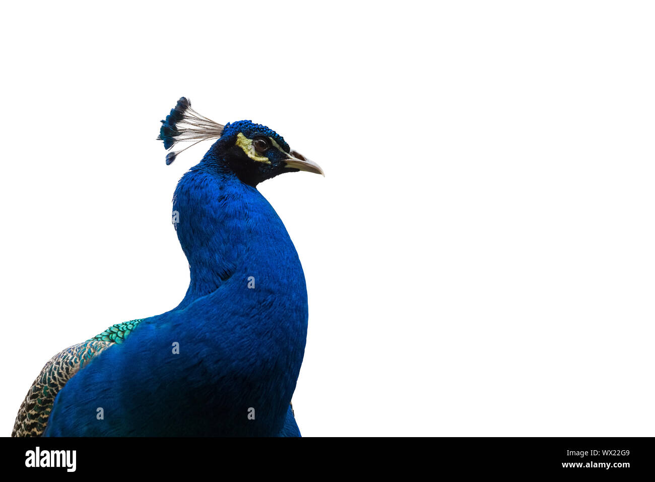blue peacock isolated Stock Photo - Alamy