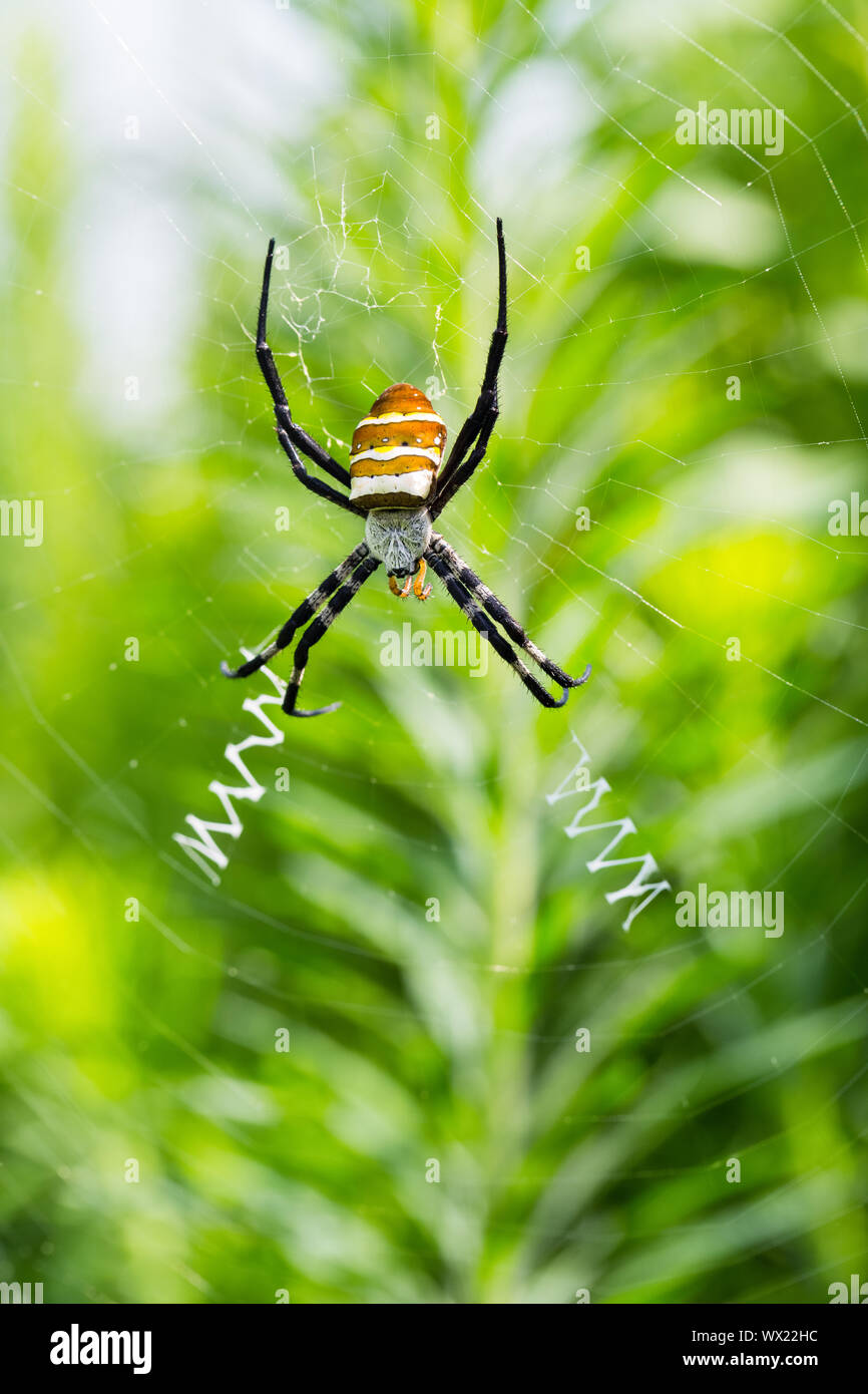 wasp spider closeup Stock Photo - Alamy