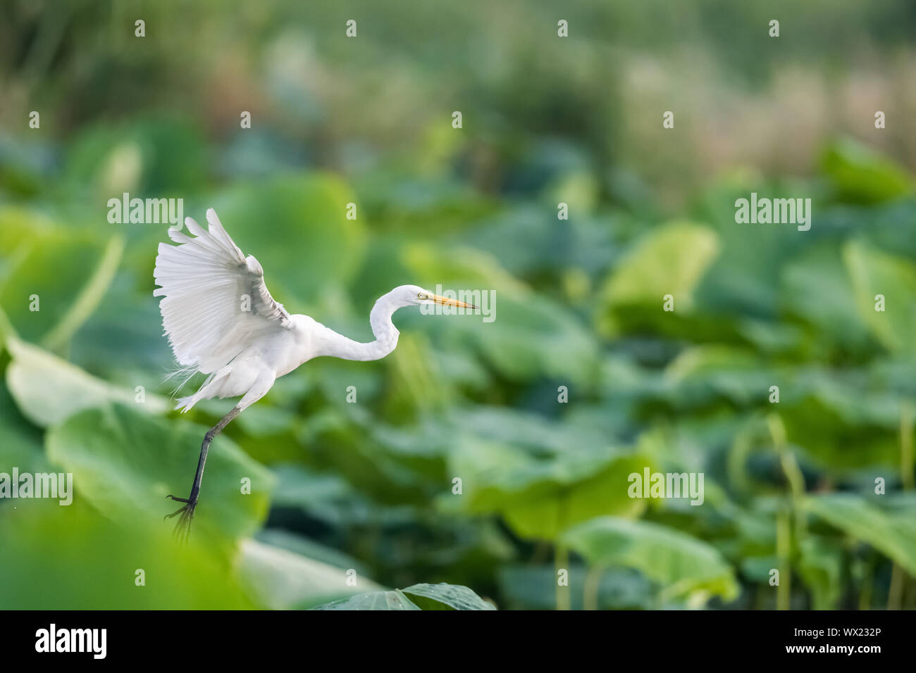 Australian intermediate egrets hi-res stock photography and images - Alamy