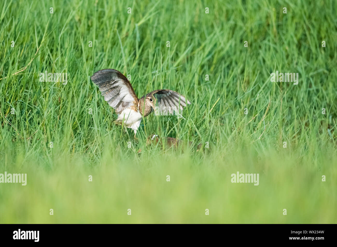 beautiful painted snipe unfold wings Stock Photo - Alamy