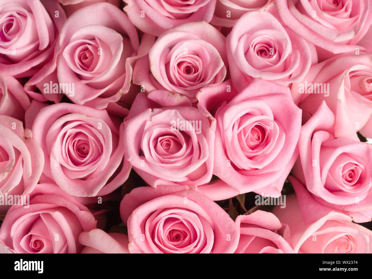 Big Roses Bouquet Stock Photo - Alamy