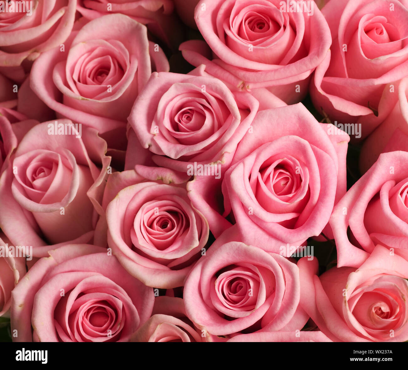 Beautiful Roses Background Stock Photo - Alamy