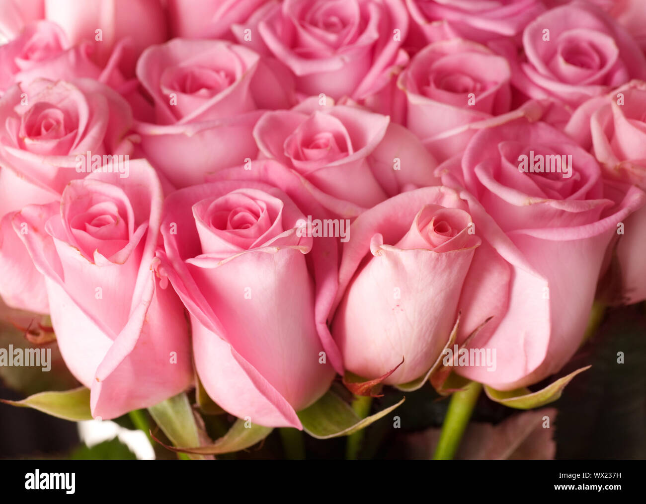 Big Roses Bouquet Stock Photo - Alamy