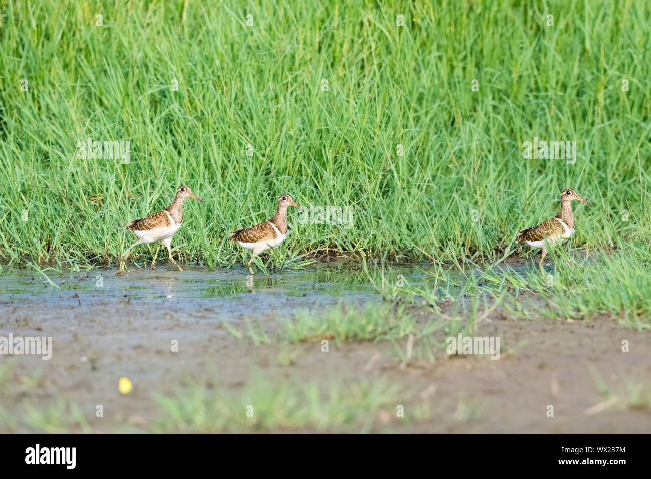Horizontal bird birds hi-res stock photography and images - Alamy