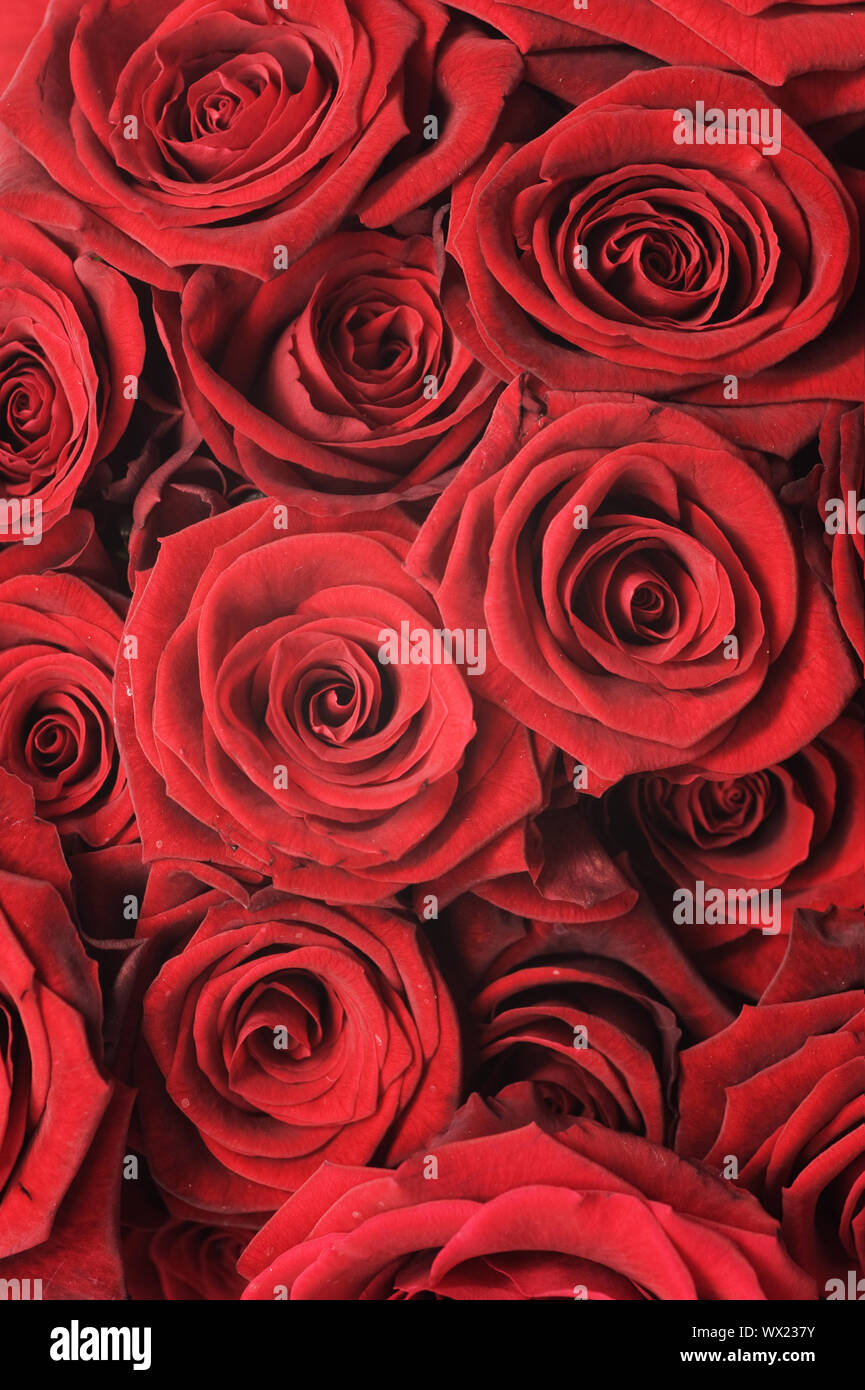 Red Roses Background Stock Photo - Alamy