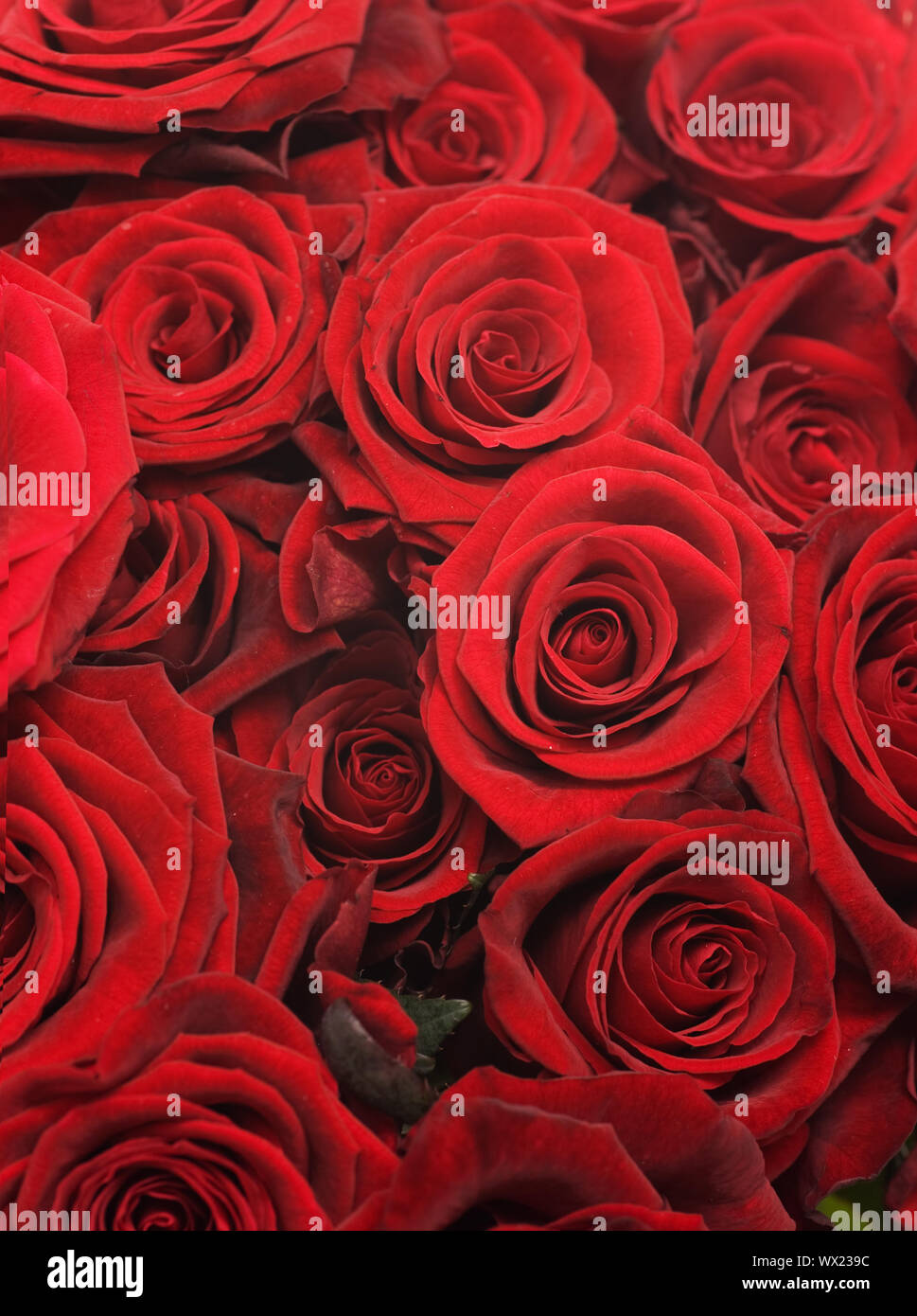 Red Roses Background Stock Photo - Alamy