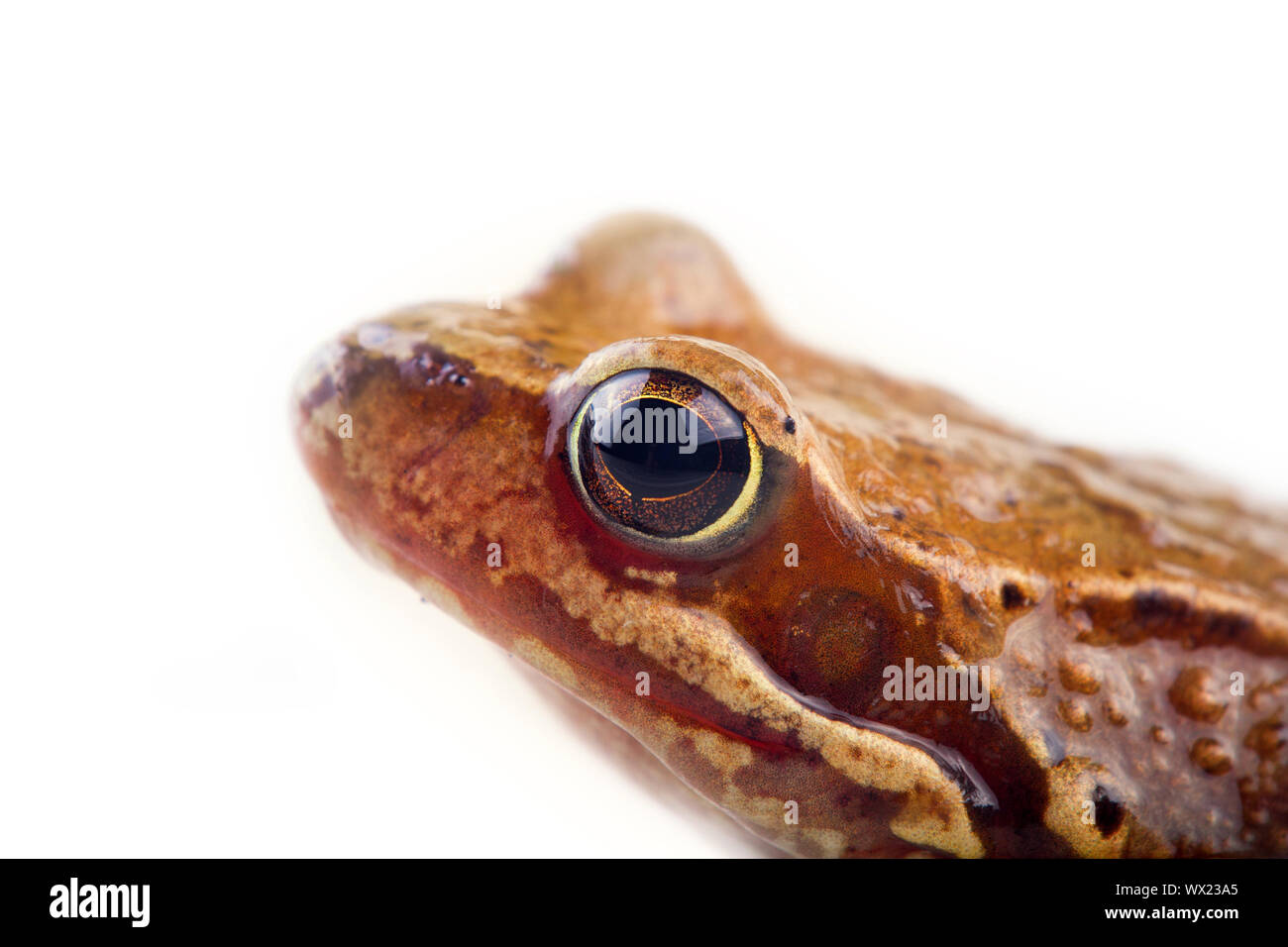 Common frog, half-length portrait, isolated on white background Stock ...