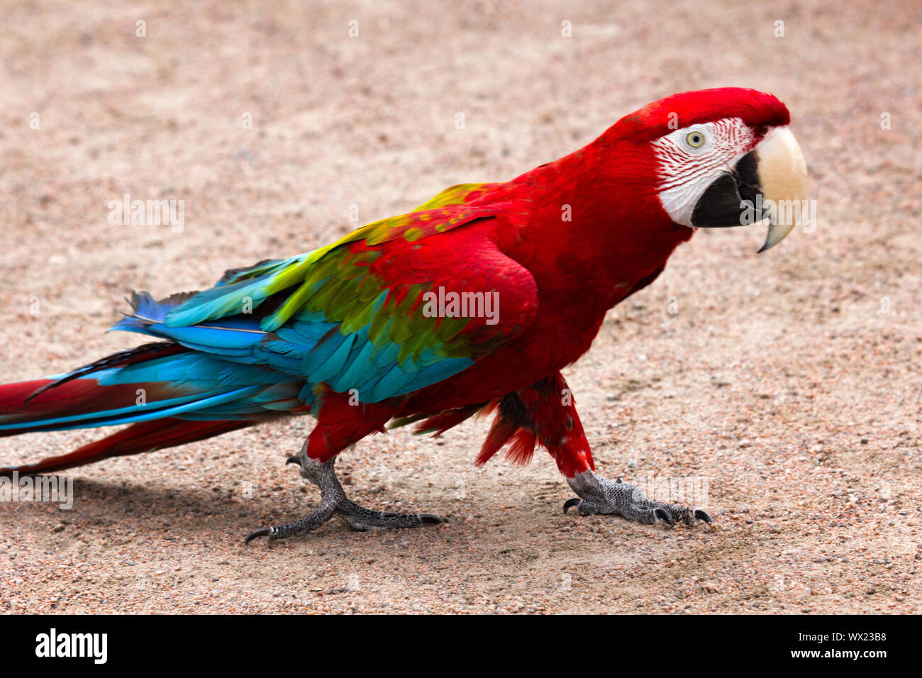 red-and-blue macaw (Ara chloroptera) easy goes on sandy soil Stock ...