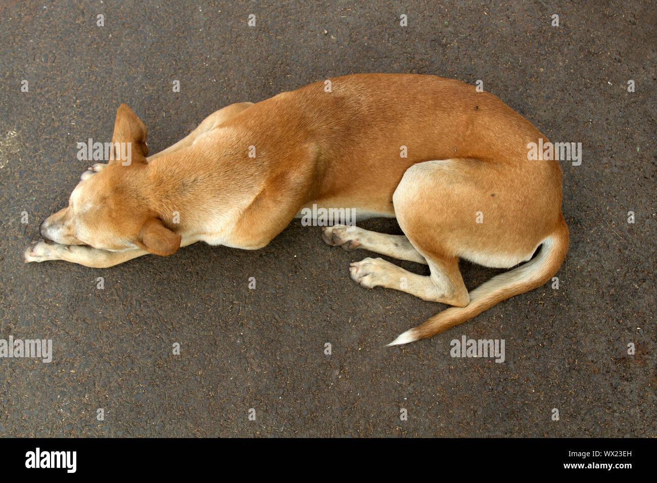 Are Cadaver Dogs Trained With Pork