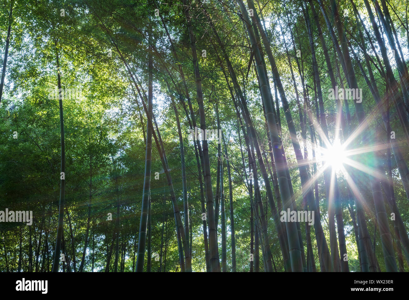Asia bamboo culture hi-res stock photography and images - Alamy