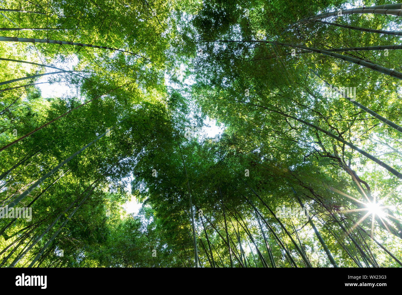 Sunshine forest hi-res stock photography and images - Alamy