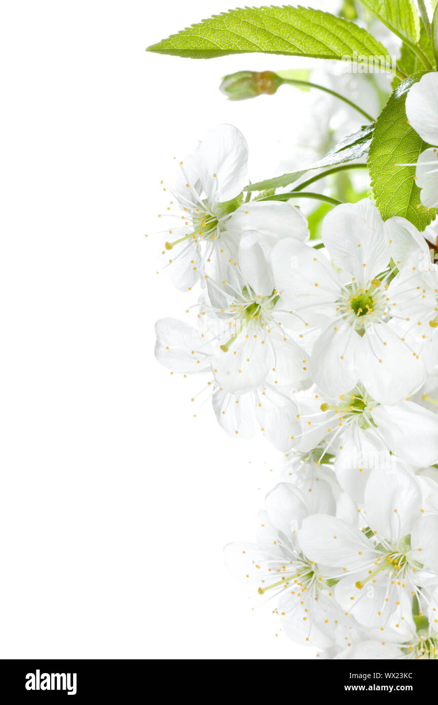 Spring Blossoms Border Stock Photo - Alamy