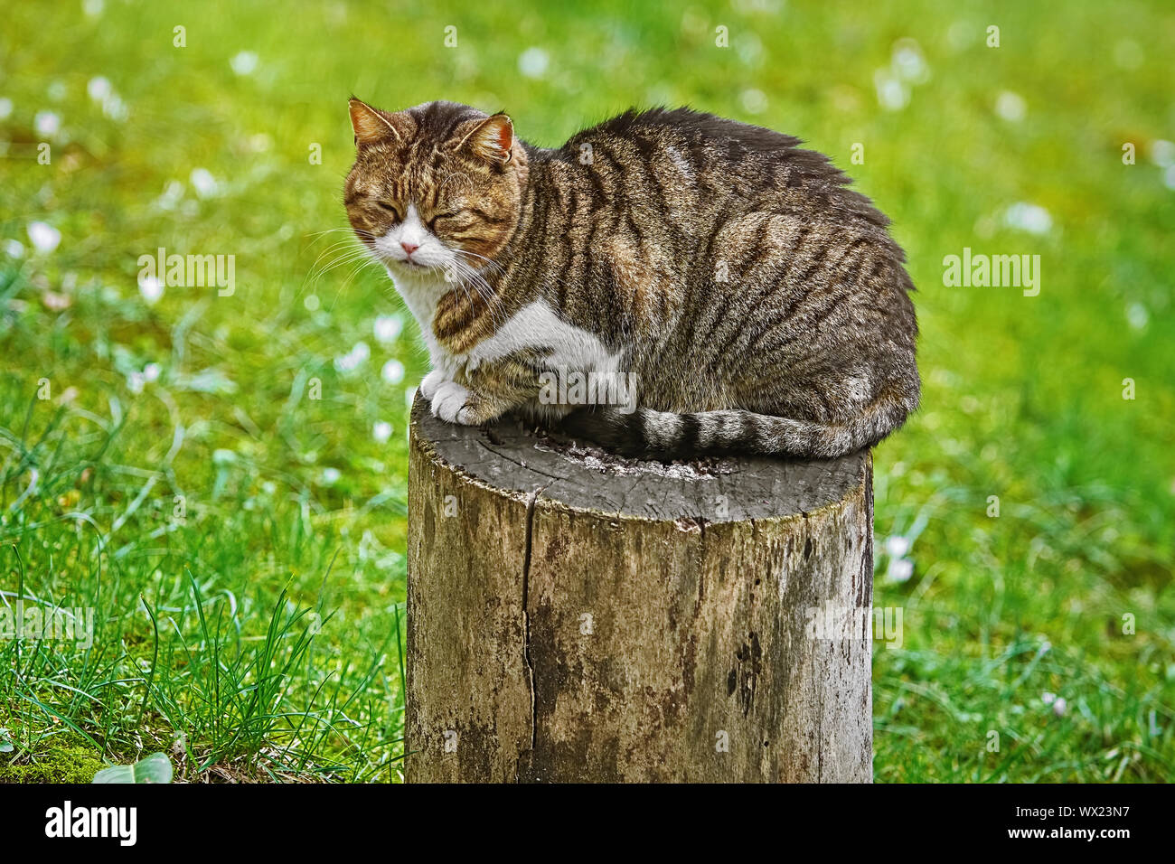 Cat on a Tree Stump Stock Photo - Alamy