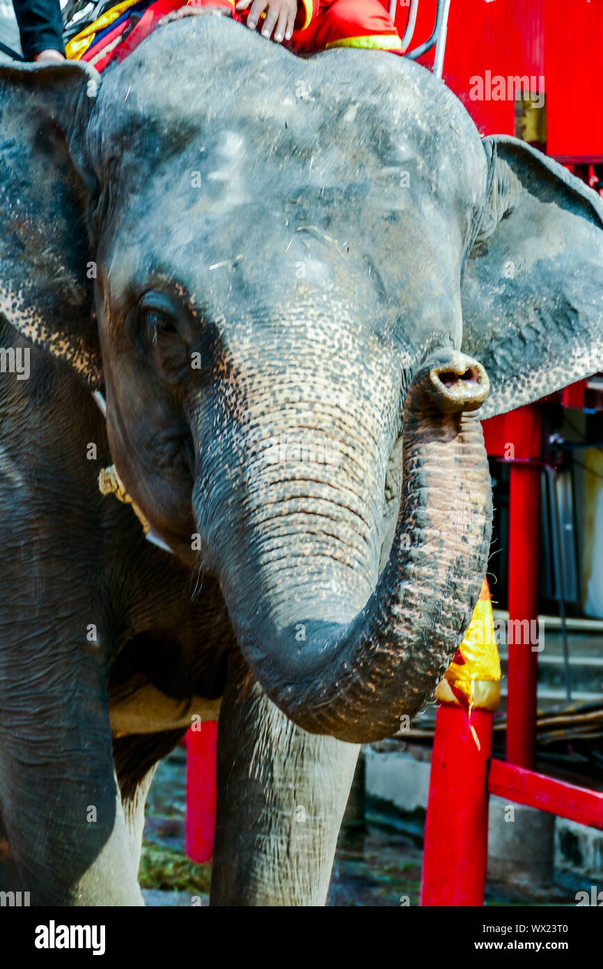 Most beautiful elephant photo hi-res stock photography and images - Alamy