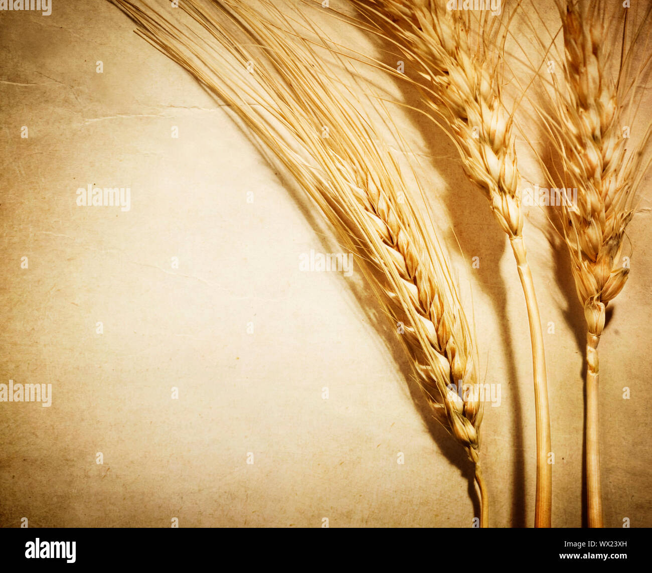 Retro Wheat Ears Stock Photo - Alamy
