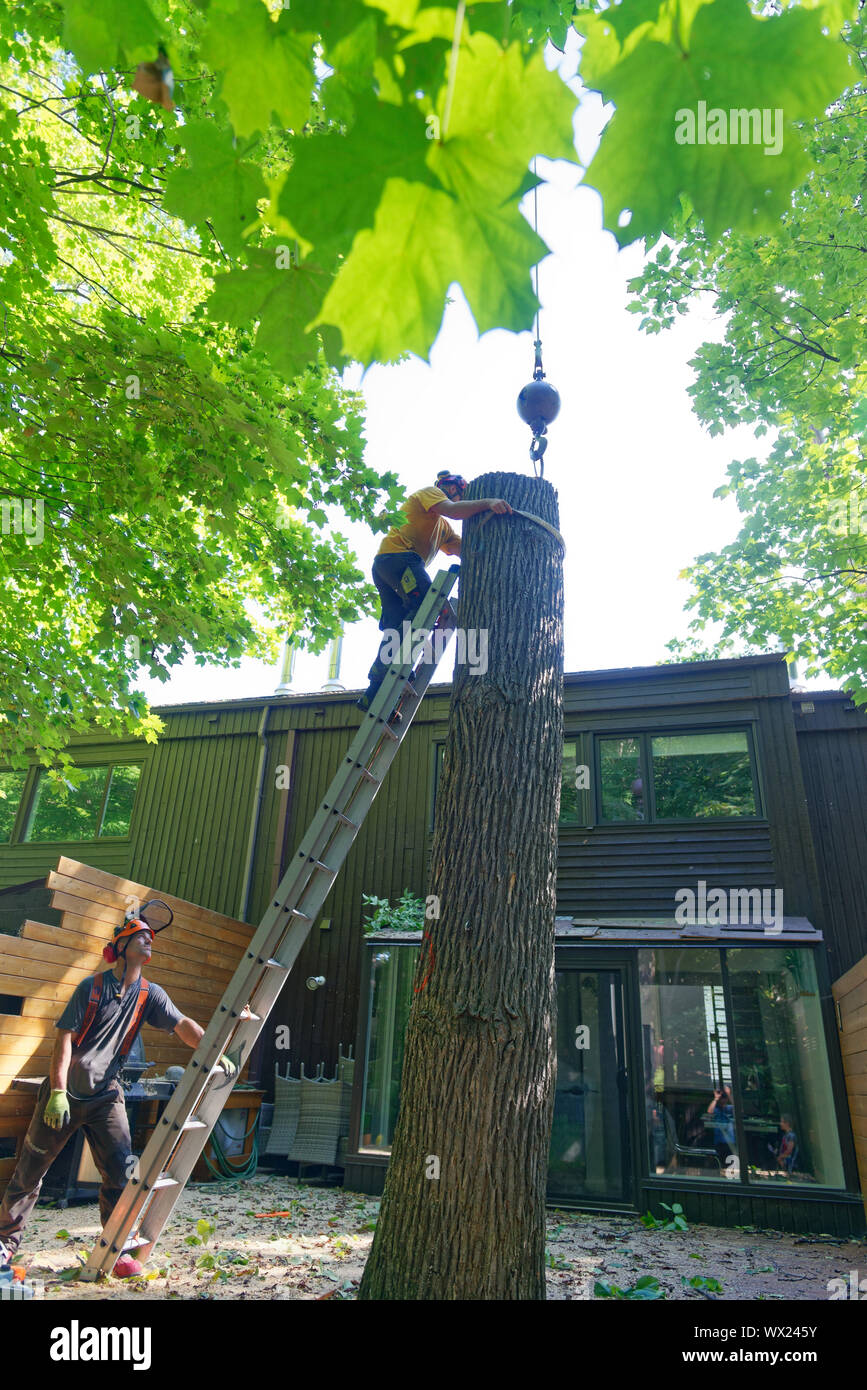 Cable tree hi-res stock photography and images - Alamy