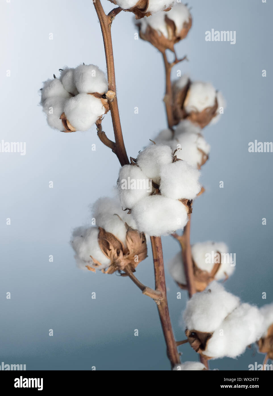 Cotton boll weaver hi-res stock photography and images - Alamy