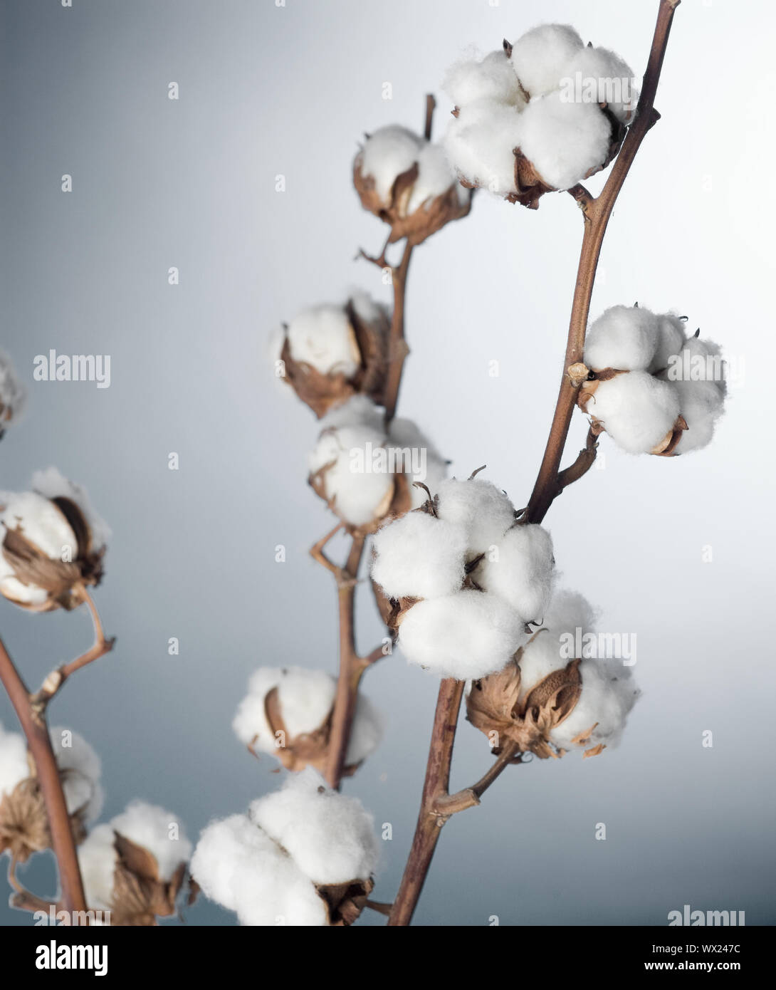 Cotton boll weaver hi-res stock photography and images - Alamy