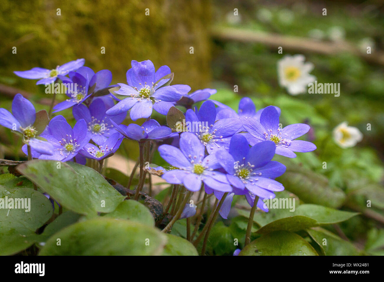 Spring flowers Europe. Noble mayflower Stock Photo - Alamy