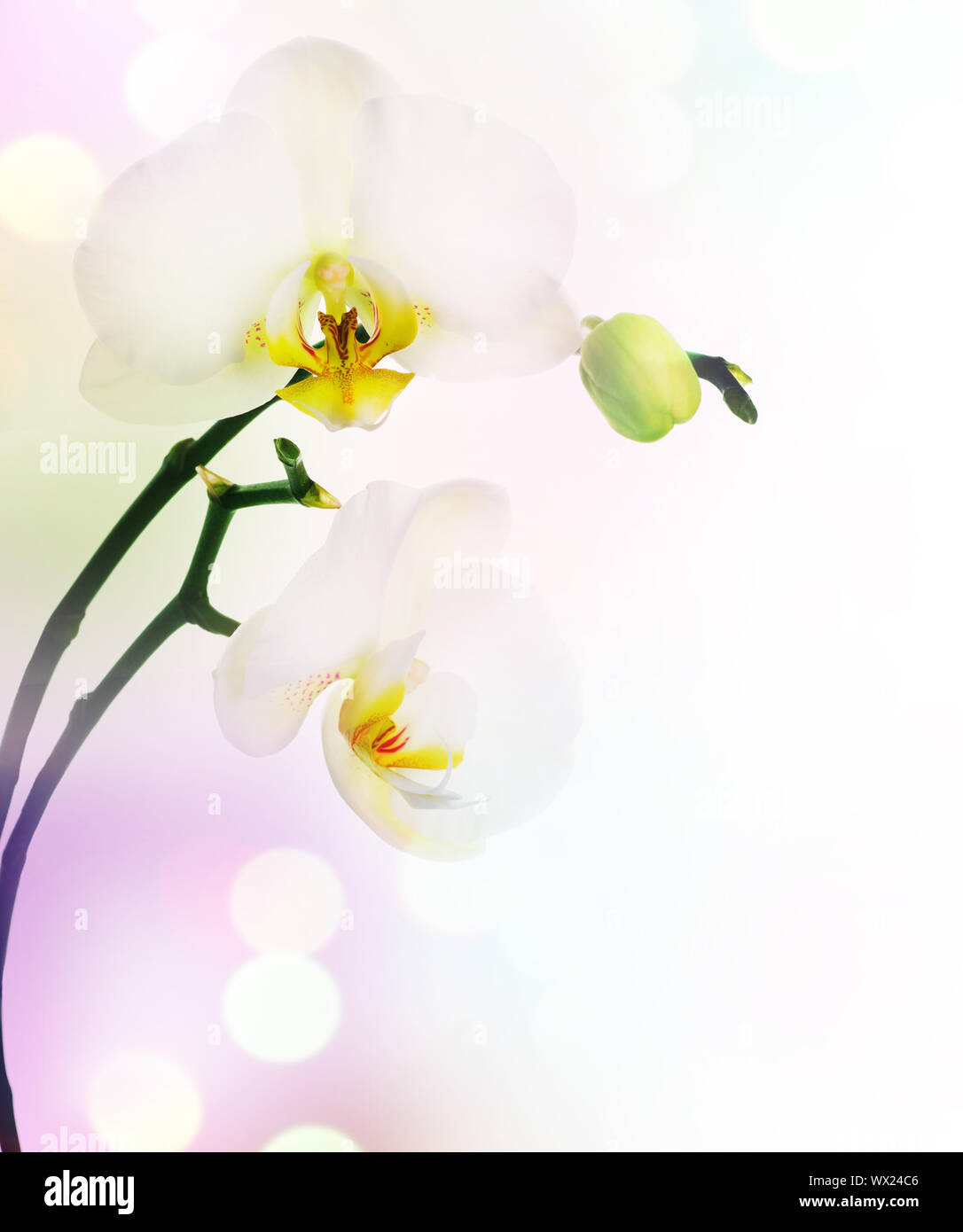 Beautiful Orchid Border Stock Photo - Alamy