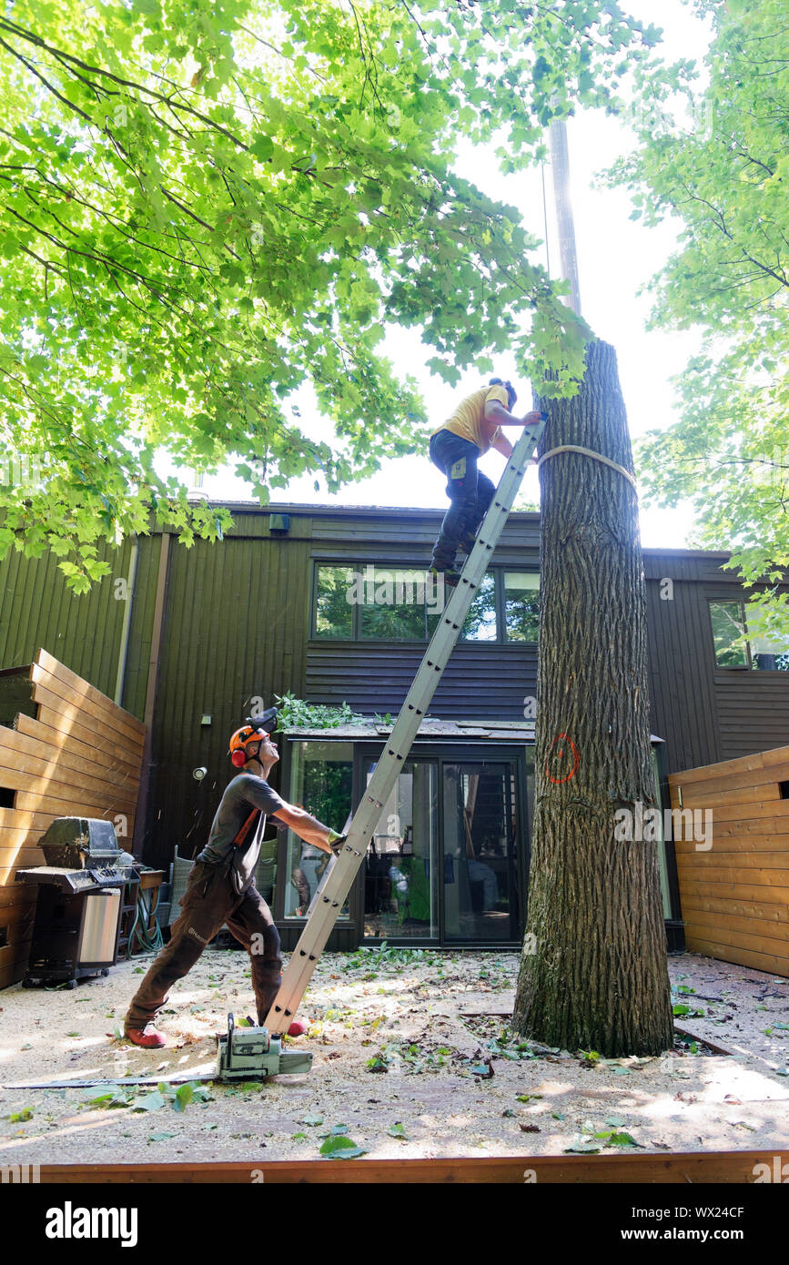 Cable tree hi-res stock photography and images - Alamy