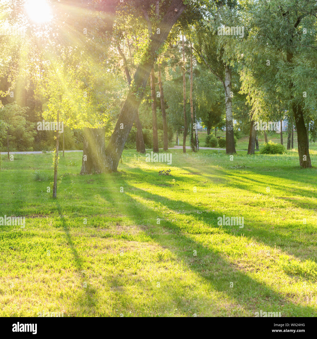 Lightbeam garden hi-res stock photography and images - Alamy