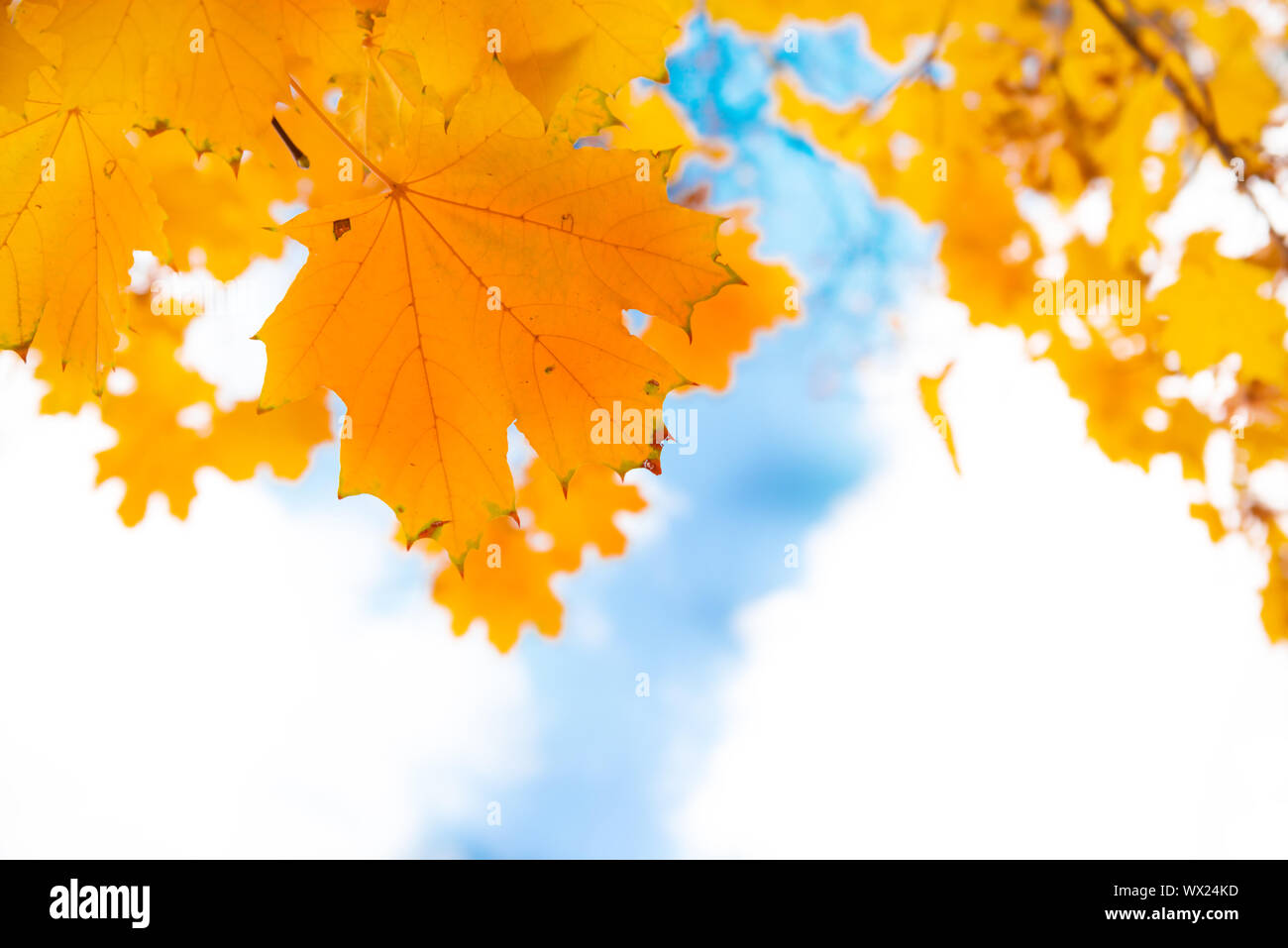 Autumn red leaves Stock Photo - Alamy