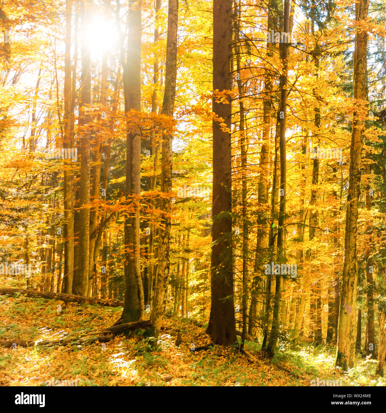 Autumn color in nature hi-res stock photography and images - Alamy