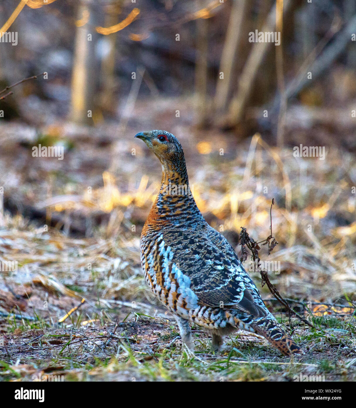 Wood grouse in spring forest. Female Stock Photo - Alamy