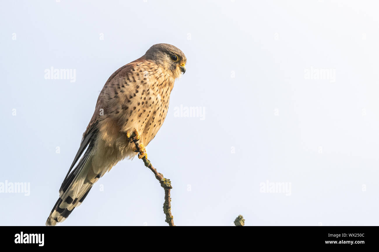Kestrel details hi-res stock photography and images - Alamy