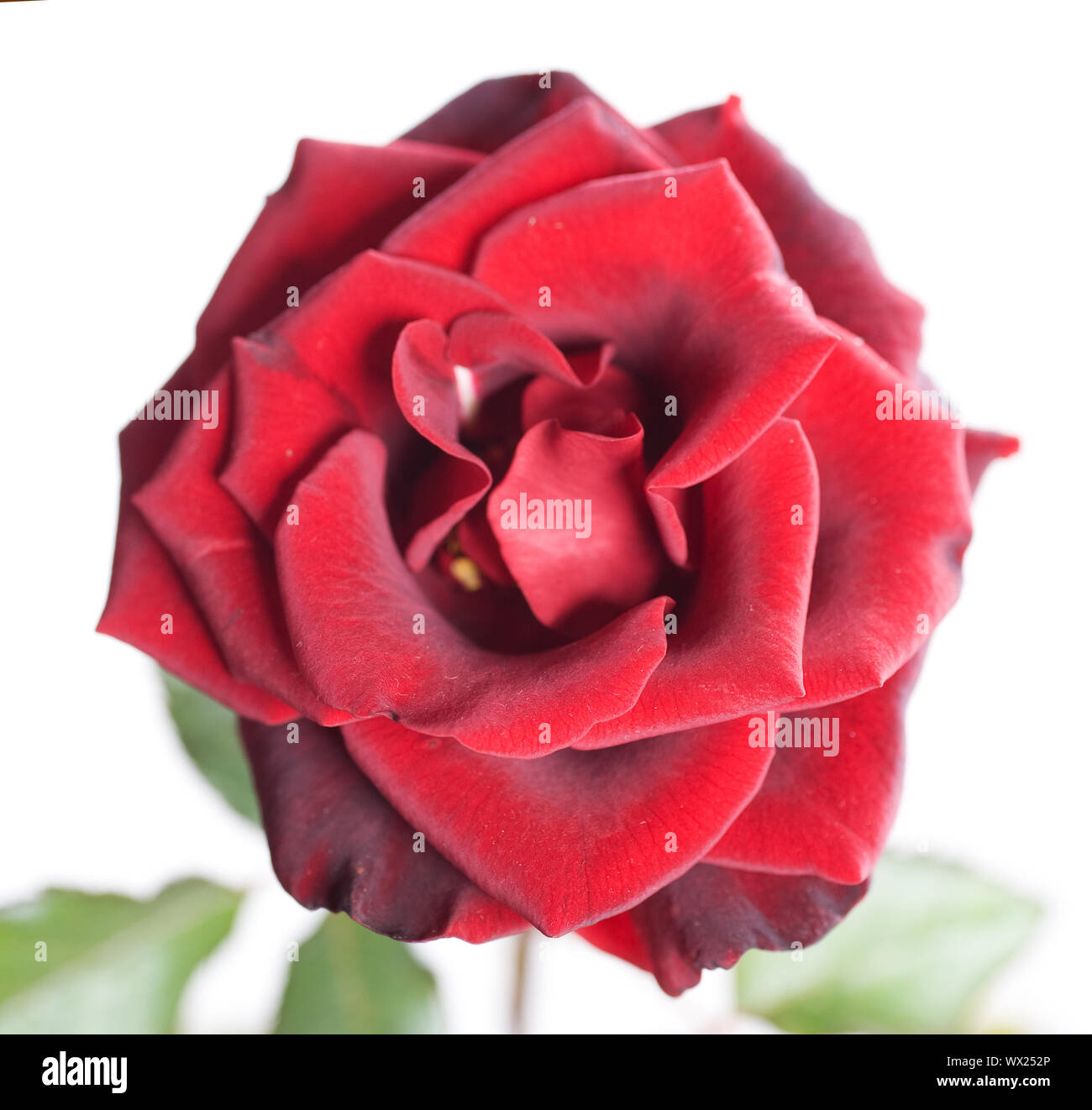 Beautiful Red Rose over white Stock Photo - Alamy